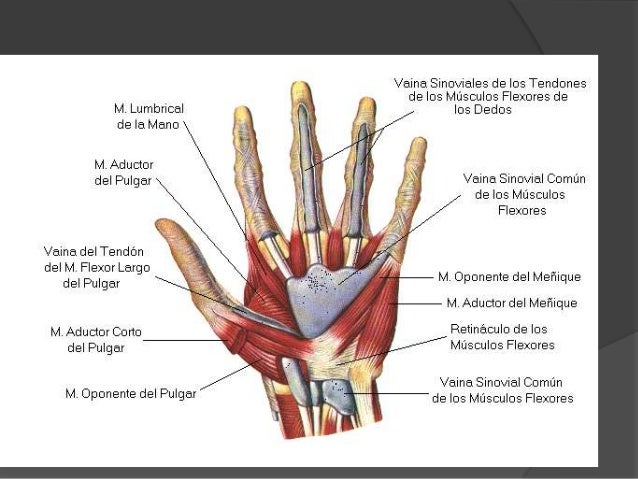 Lesiones de tendones flexores