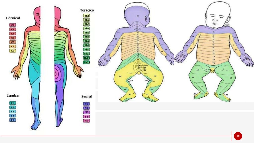 Lesiones Medulares
