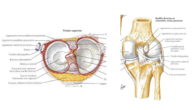 Meniscos y ligamentos de rodilla