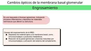 Lesiones morfológicas del glomérulo Nefrologia | PPTX