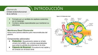 Lesiones morfológicas del glomérulo Nefrologia | PPTX
