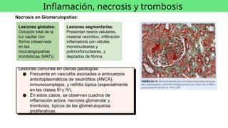 Lesiones morfológicas del glomérulo Nefrologia | PPTX