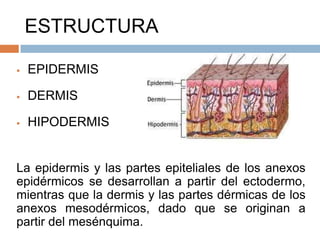 Lesiones primarias de la piel | PPTX