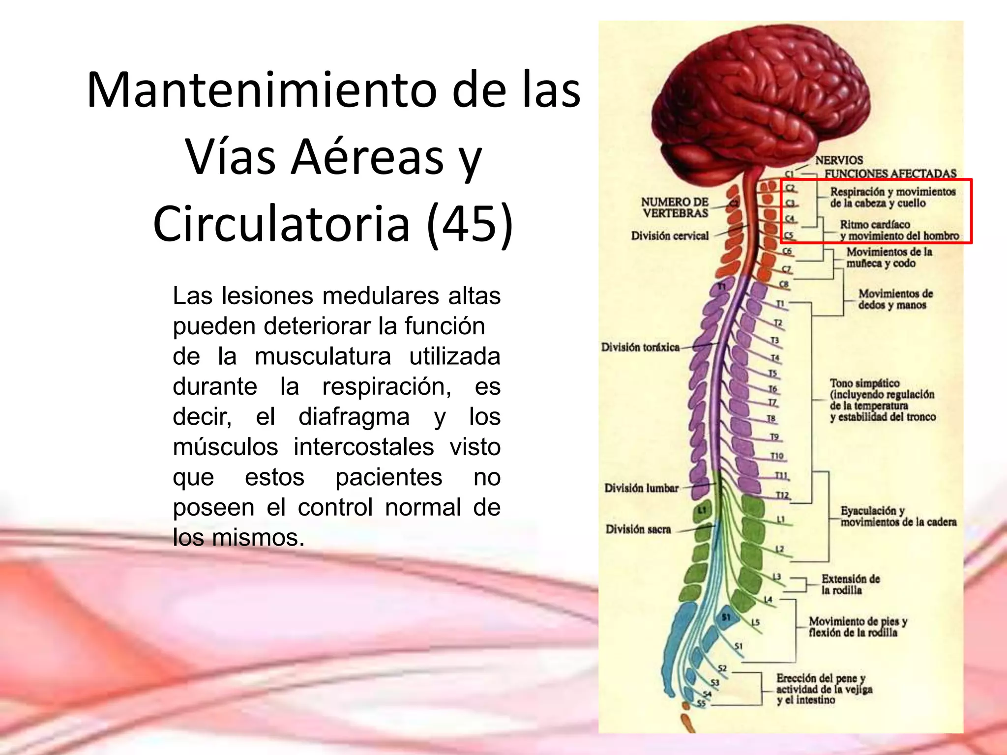 Lesion medular | PPT | Descarga Gratuita