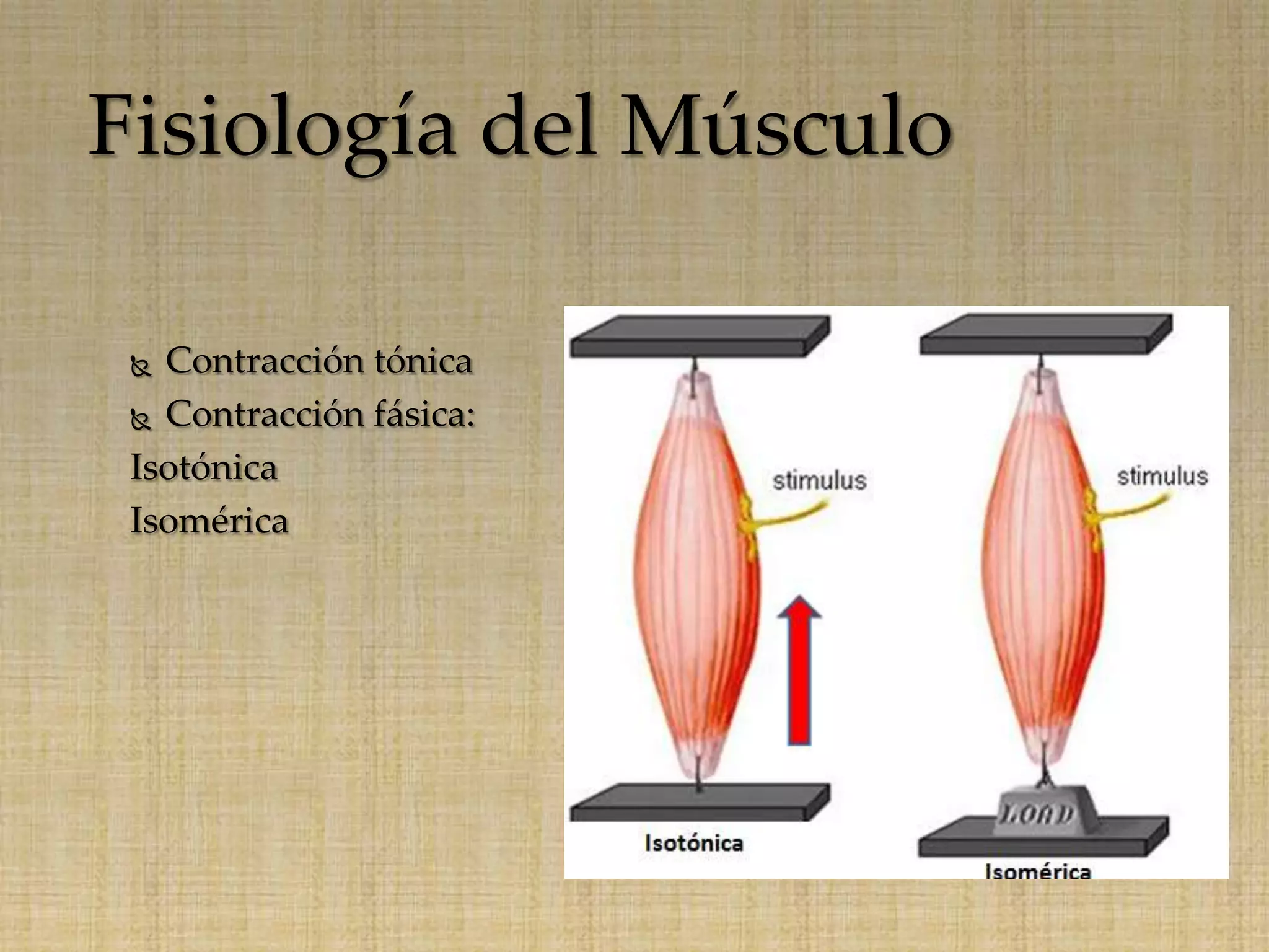 Lesion muscular | PPT | Descarga Gratuita