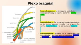 LESION del PLEXO BRAQUIAL neurologia y diagnostico | PPTX