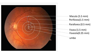Macula And Fovea