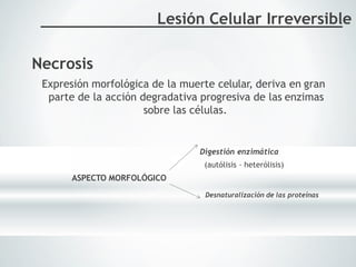 Lesion y muerte celular generalidades e impacto | PDF