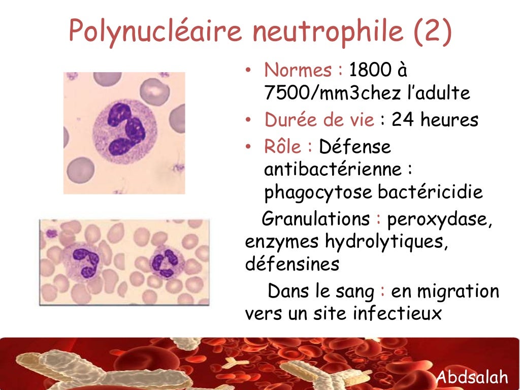 Les Leucocytes