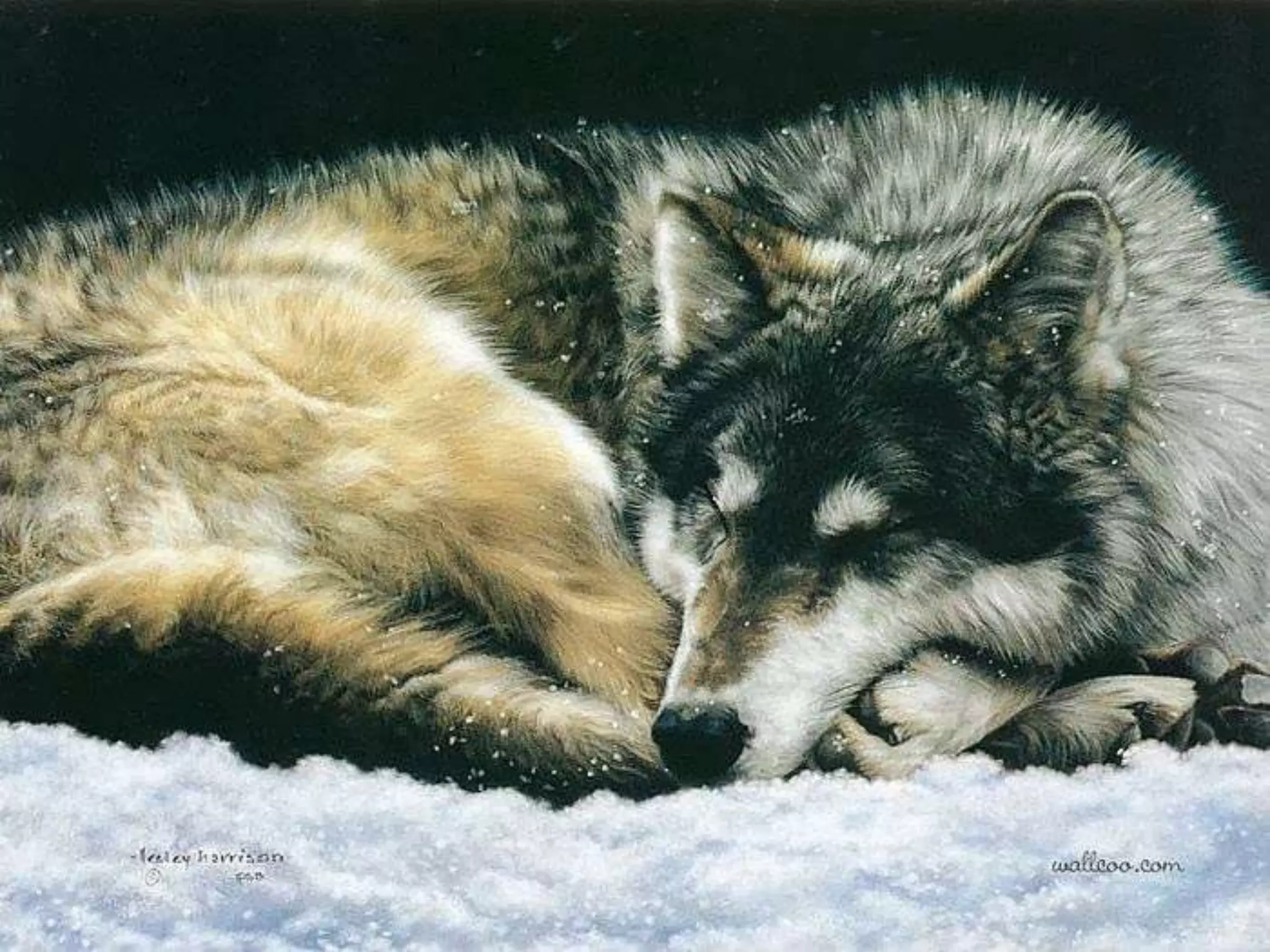 Lesley Harrison ~ Wildlife Painter | PPSX