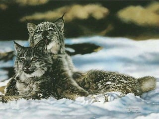 Lesley Harrison ~ Wildlife Painter | PPSX