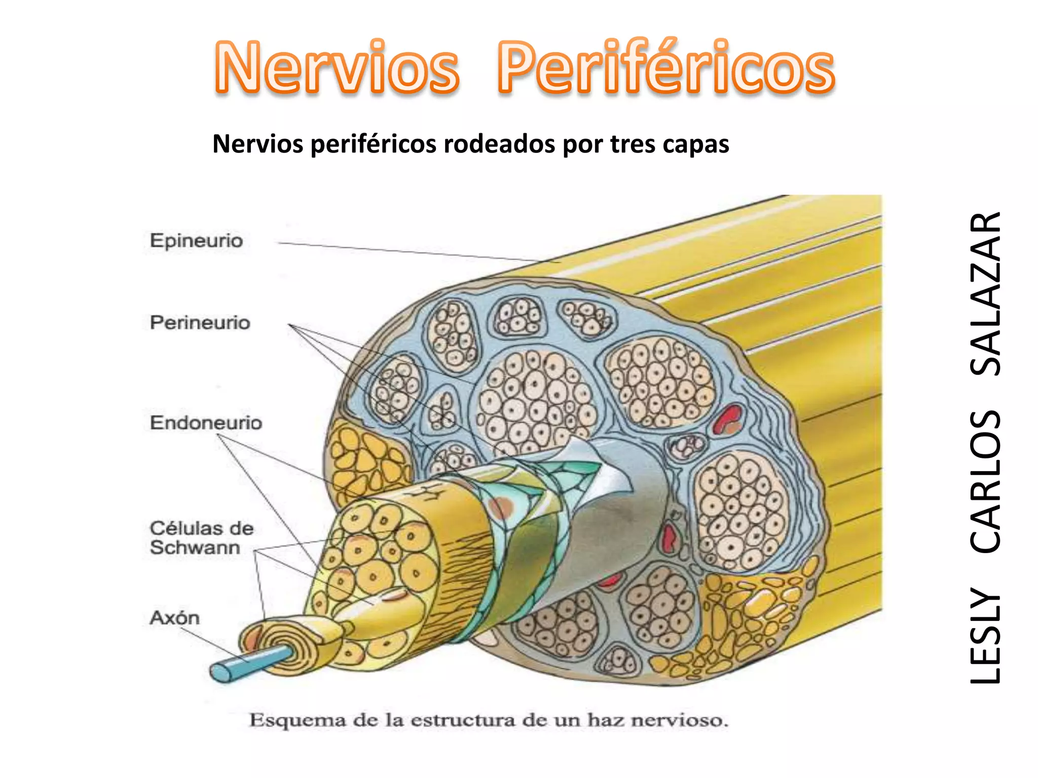 Nervios perifericos | PPT