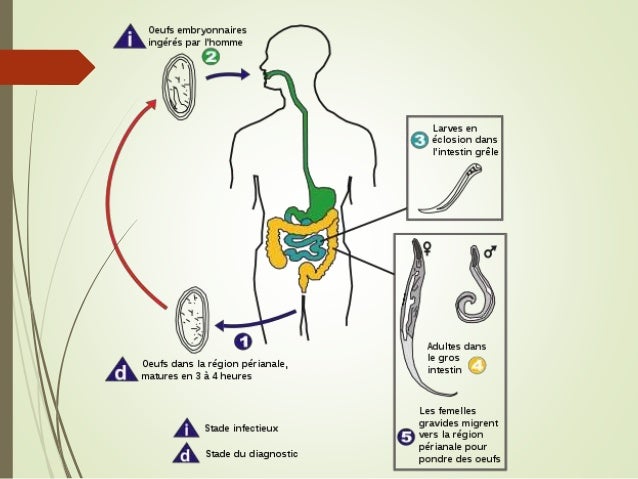 Les maladies transmissibles ip