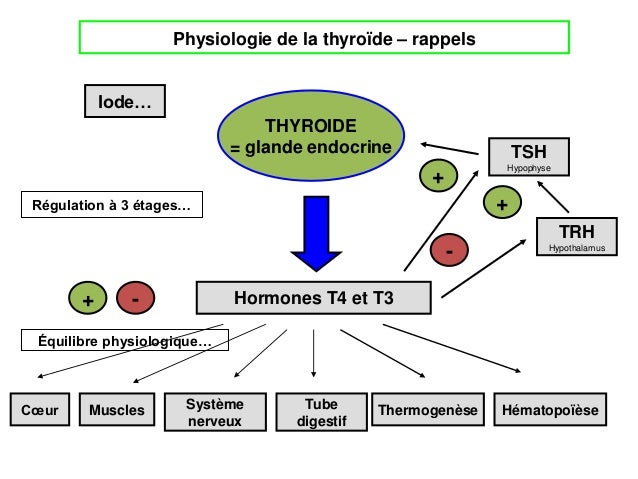 Les médicaments de la thyroïde