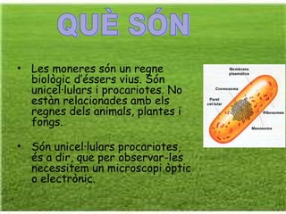 Les moneres | PPT