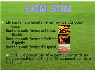 Les moneres | PPT