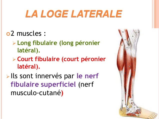 Les muscles de la jambe et du pied