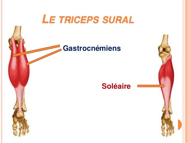 Les muscles de la jambe et du pied