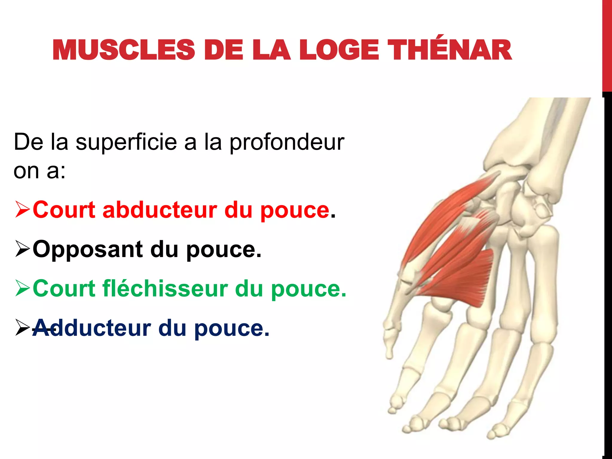 Les muscles de la main