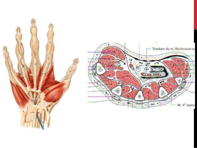 Les muscles de la main