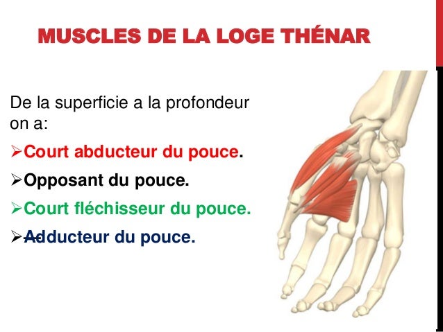 Les muscles de la main
