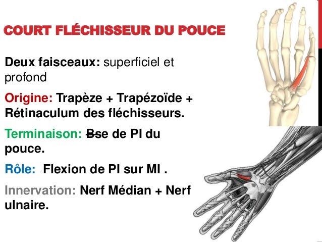 Les muscles de la main