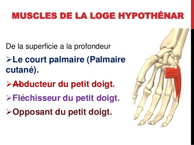 Les muscles de la main