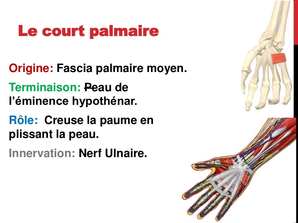 Les muscles de la main