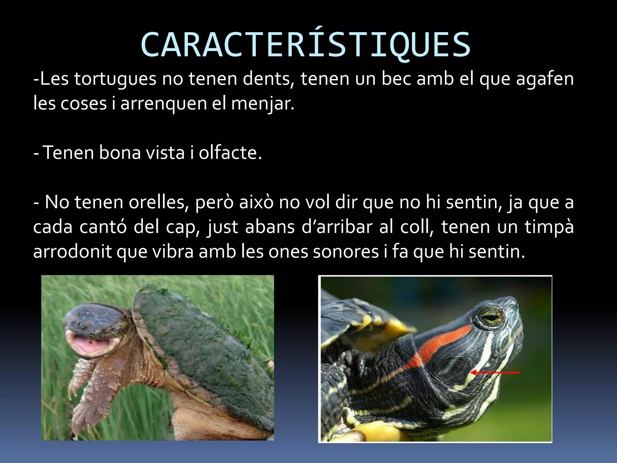 Les nostres amigues tortugues | PPTX
