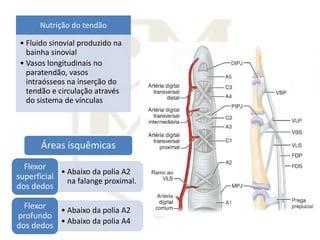 Tendão Flexor Longo Dos Dedos