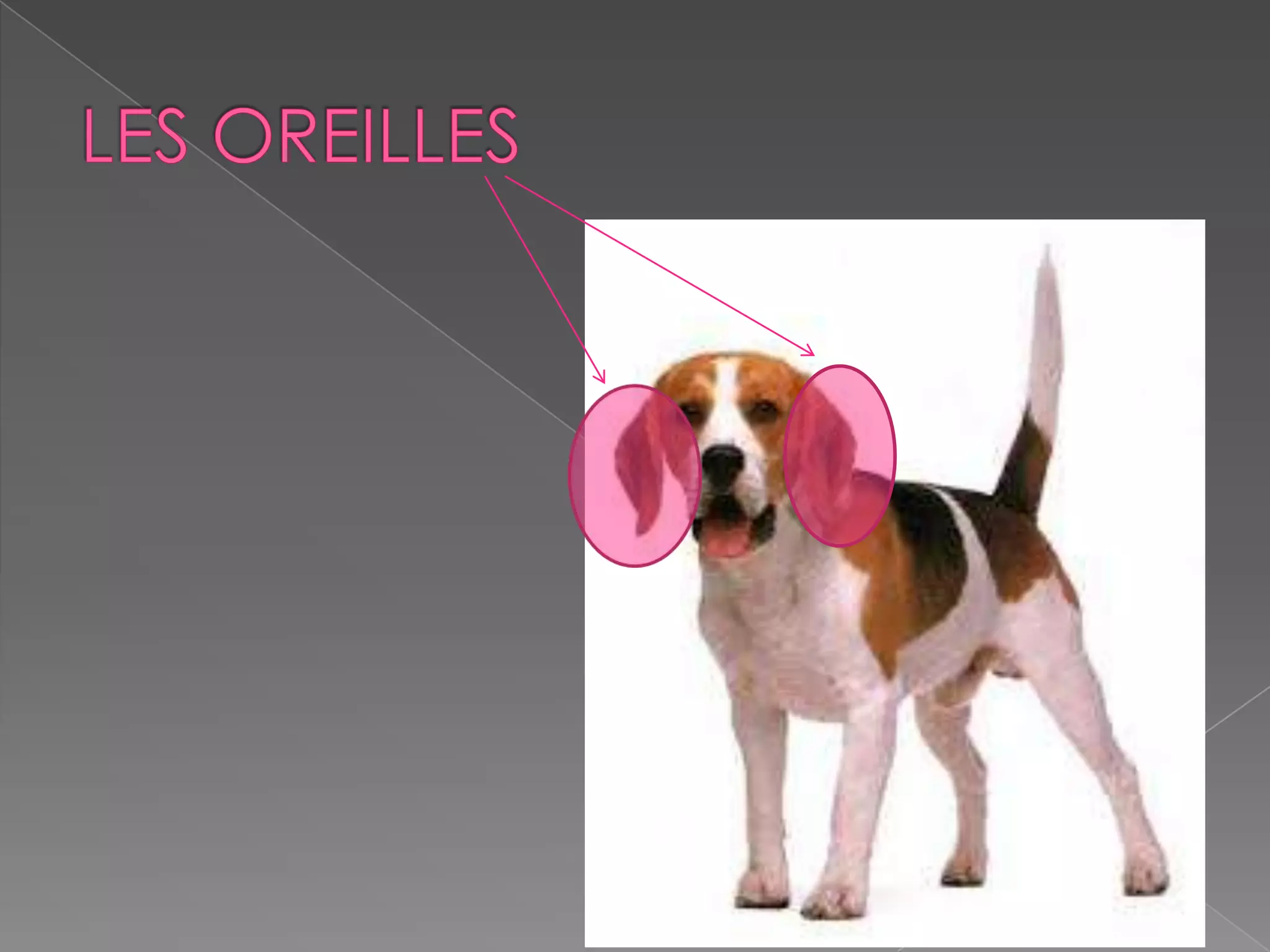 Les parties des animaux | PPTX