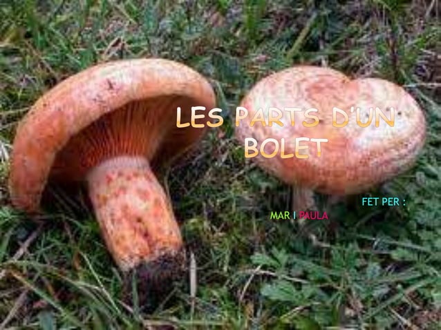 Les parts d'un bolet | PPTX