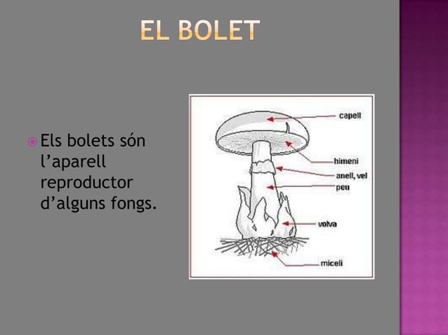 Les parts d'un bolet | PPTX