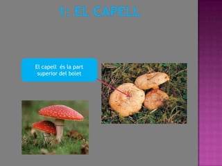 Les parts d'un bolet | PPTX