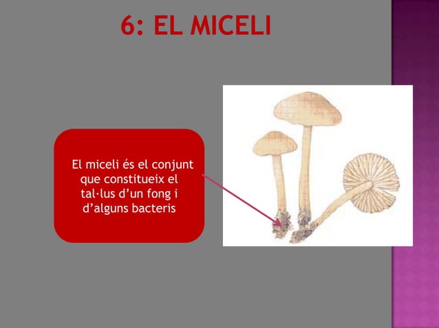 Les parts d'un bolet | PPTX