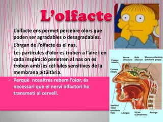 Les persones ens relacionem | PPT