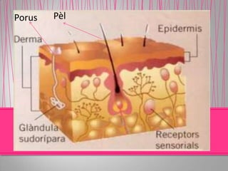 Les persones ens relacionem | PPT