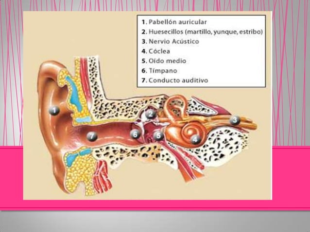 Les persones ens relacionem | PPT