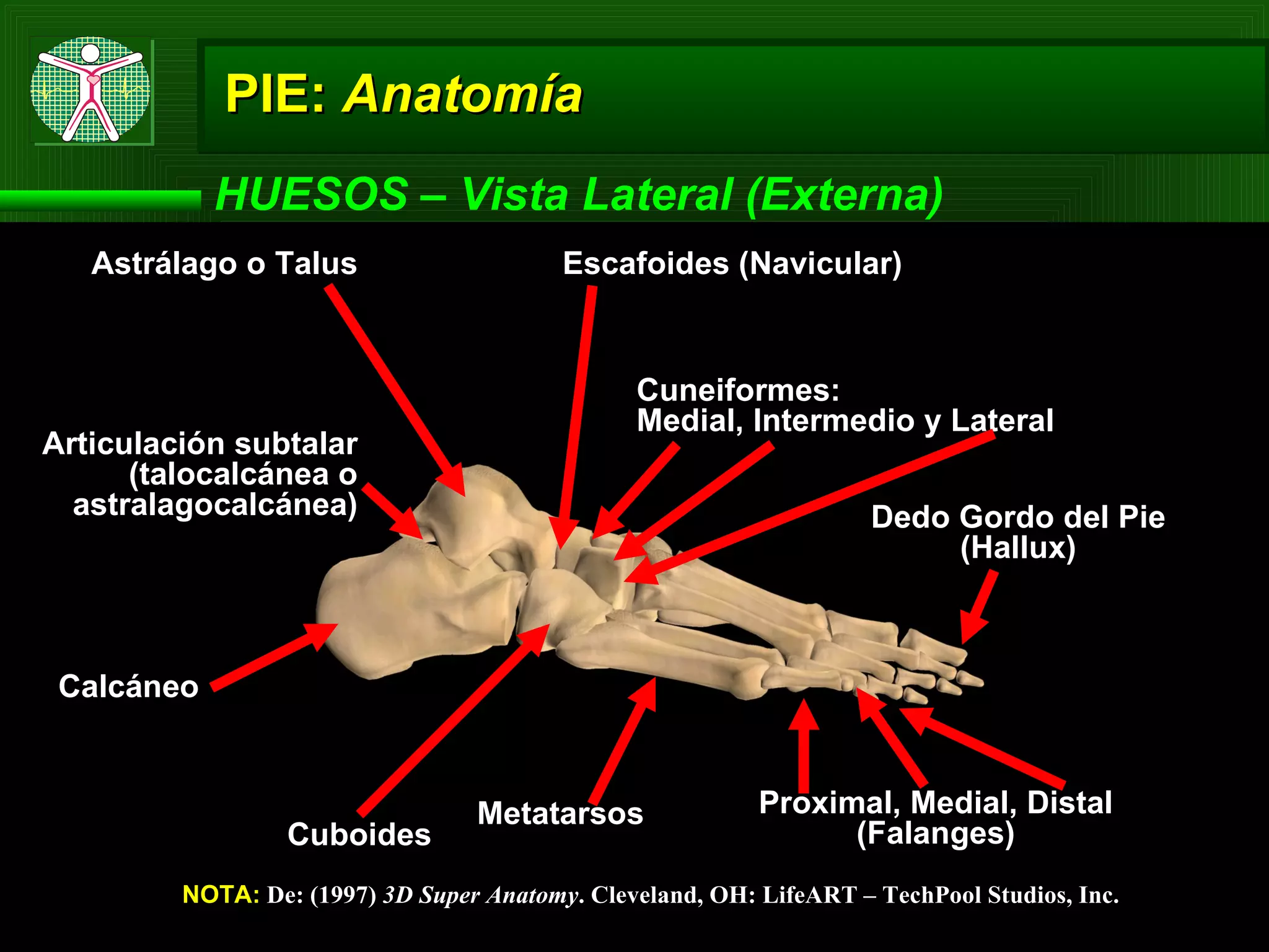 Lesiones de Pie | PPT