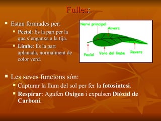 Les plantes (1) - parts | PPT