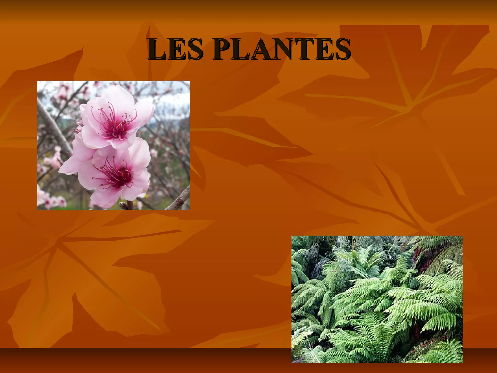 Les plantes | PPT