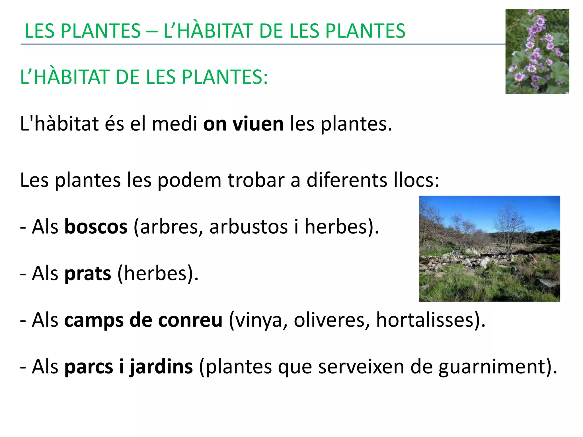 Les plantes | PPSX