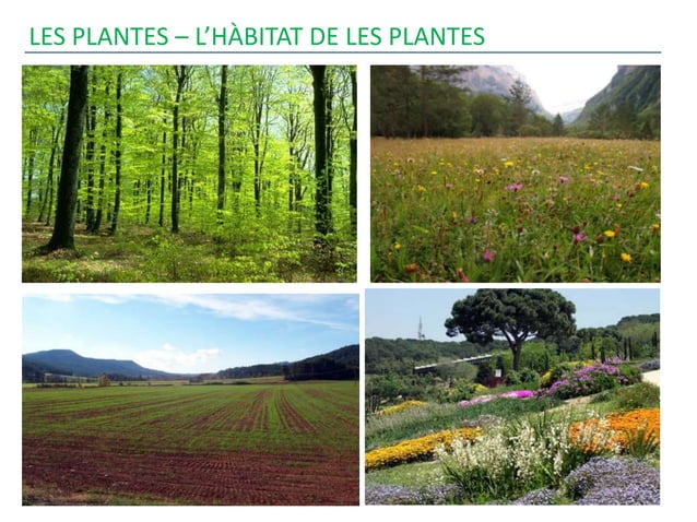 Les plantes | PPSX