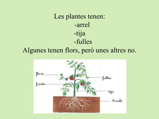 Les plantes | PPSX