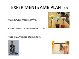 Les plantes | PPT