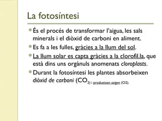 Les plantes | PPT
