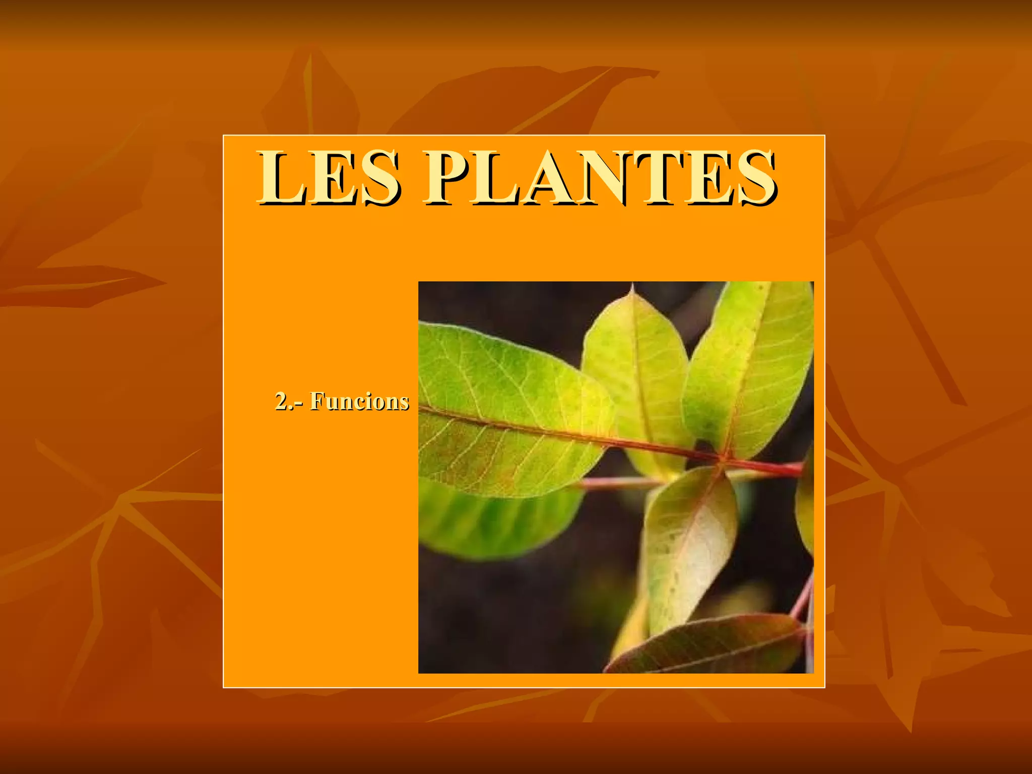 Les plantes (2) - funcions | PPT