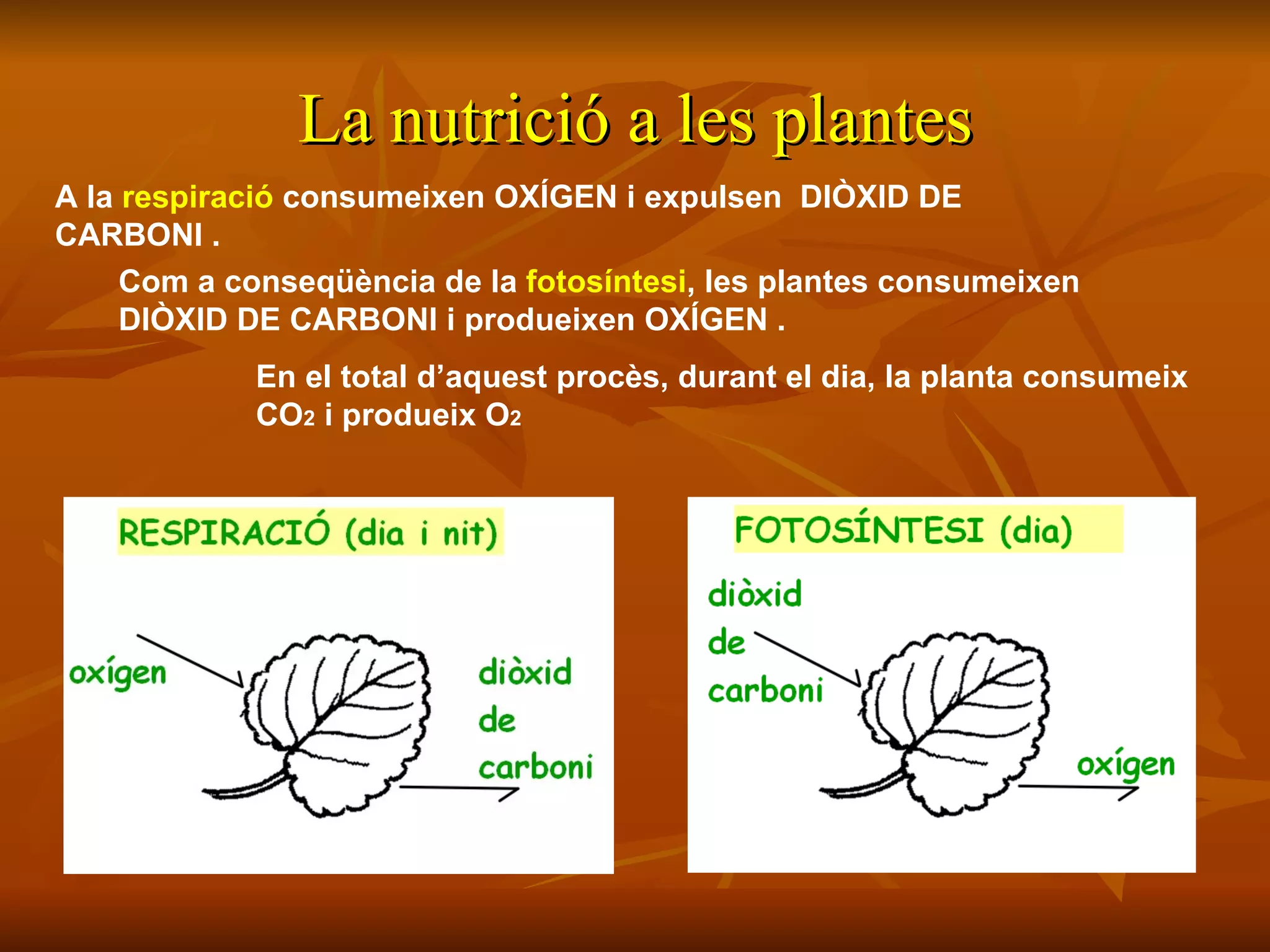 Les plantes (2) - funcions | PPT