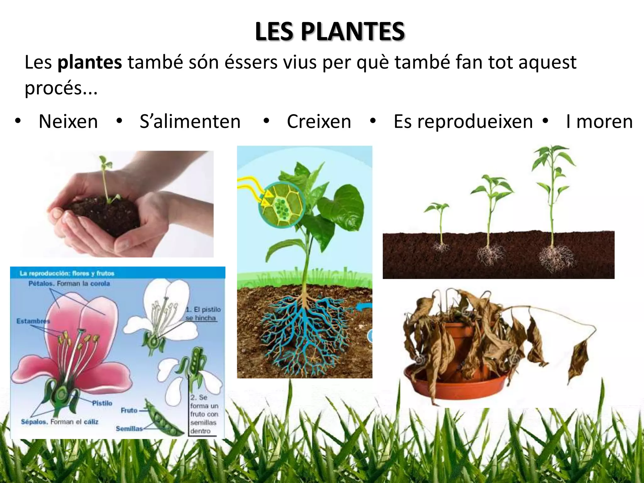 Les plantes 1 | PPTX