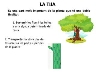 Parts plantes (fins la tija) | PPTX